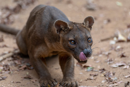 "Fossa-Bilder: Stock-Fotos & -Videos. | Adobe Stock