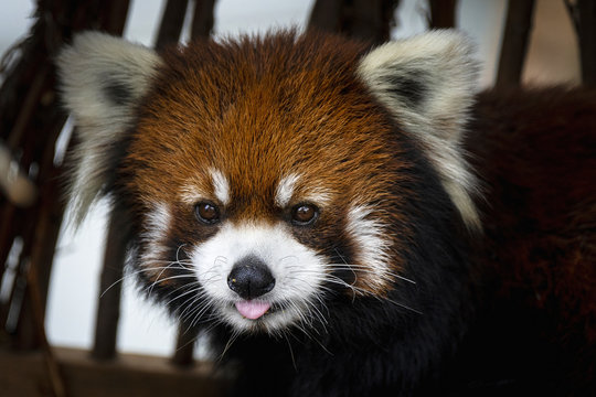 "Panda Roux" Images – Browse 813 Stock Photos, Vectors, and Video ...