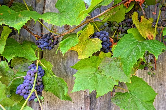 Trudge Images – Browse 1,588 Stock Photos, Vectors, and Video | Adobe Stock