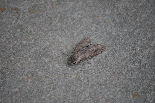 Euarthropoda Images – Parcourir 294 le catalogue de photos, vecteurs et ...