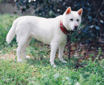 "Jeju Dog" Images – Browse 1 Stock Photos, Vectors, and Video | Adobe Stock