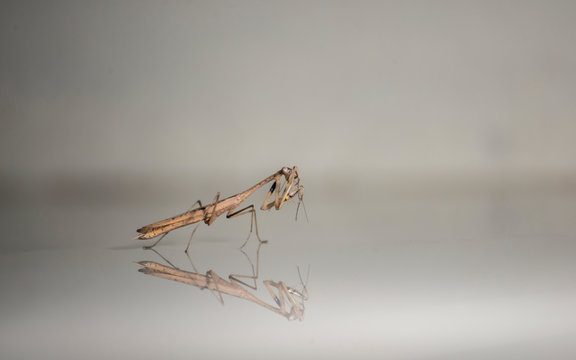 「Tarachodidae」の写真素材 | 259件の無料イラスト画像 | Adobe Stock