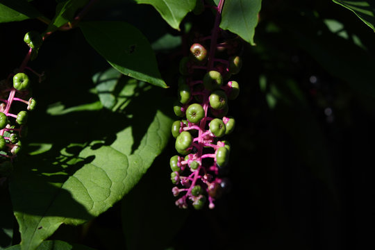 Scoke 画像 - 参照 2,383 Stock 写真、ベクターおよびビデオ | Adobe Stock