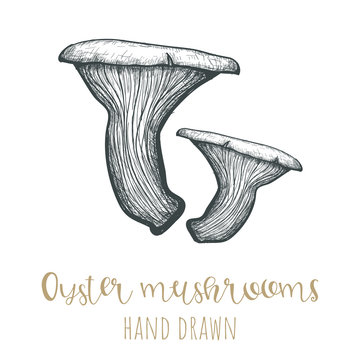Oyster Mushroom Drawing Images – Browse 6,013 Stock Photos, Vectors ...