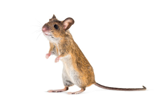 Free Mouse Images – Browse 2,340 Free Stock Photos, Vectors, and Video ...