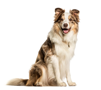 Free Dog Images – Browse 14,393 Free Stock Photos, Vectors, and Video ...