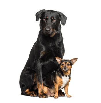 Beauceron Is A Mixed Breed