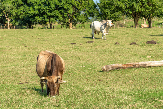 Novillo-Bilder: Stock-Fotos & -Videos. | Adobe Stock