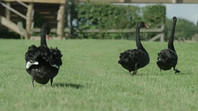 Obrázky Waddle – procházejte fotografie, vektory a videa 7,256 | Adobe ...