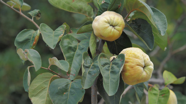 รูปภาพCydonia – เลือกดูภาพถ่ายสต็อก เวกเตอร์ และวิดีโอ3,593 | Adobe Stock