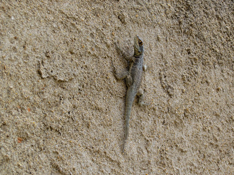 Calango Bilder – Durchsuchen 327 Archivfotos, Vektorgrafiken und Videos ...