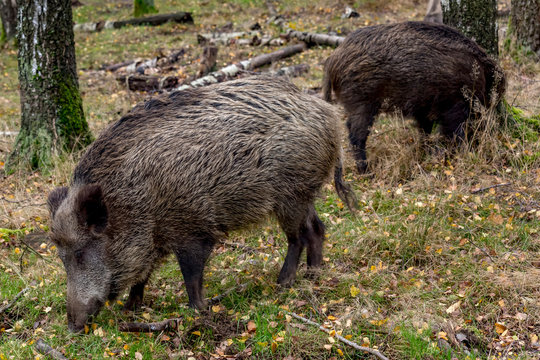 Wildsau Bilder – Durchsuchen 114,663 Archivfotos, Vektorgrafiken und ...