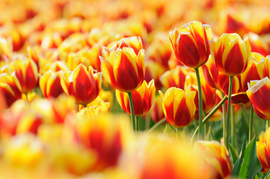 Orange-Rote Images – Browse 66 Stock Photos, Vectors, and Video | Adobe ...