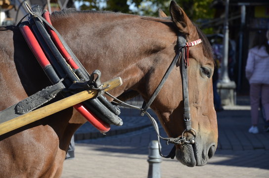 Koni Images – Parcourir 2,264 le catalogue de photos, vecteurs et ...