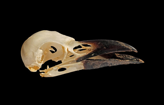 Crow Skull Front View