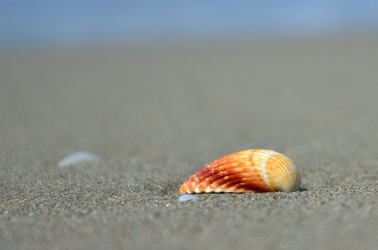 รูปภาพKoncha – เลือกดูภาพถ่ายสต็อก เวกเตอร์ และวิดีโอ168 | Adobe Stock