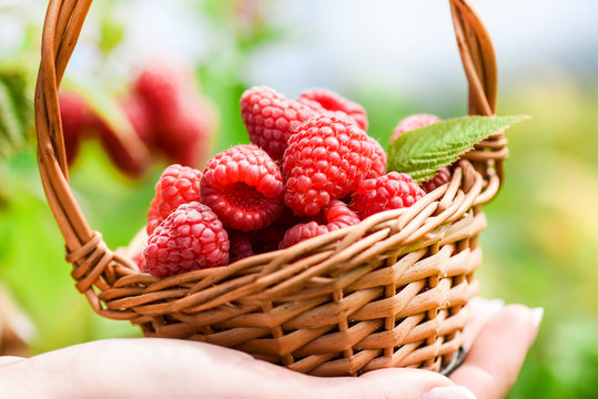 "Raspberry Basket" bilder – Bläddra bland 96 stockfoton, vektorer och ...