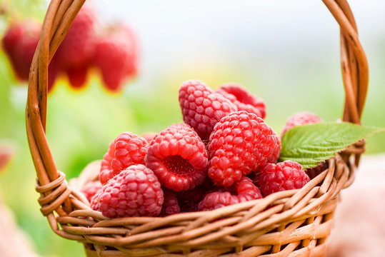 "Raspberry Basket" bilder – Bläddra bland 96 stockfoton, vektorer och ...