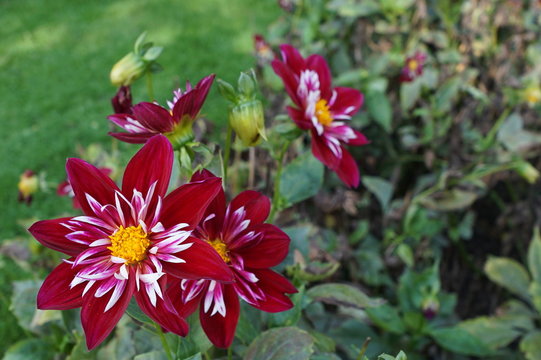 รูปภาพBurgunder – เลือกดูภาพถ่ายสต็อก เวกเตอร์ และวิดีโอ2,781 | Adobe Stock