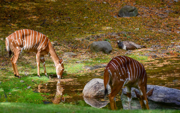 African Striped Deer