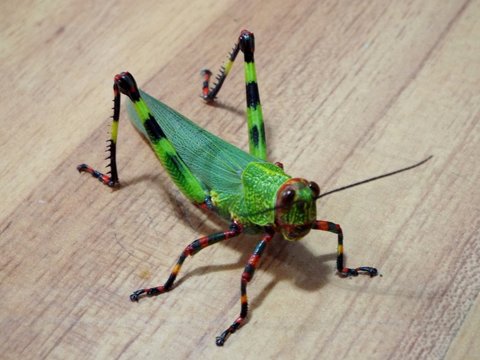 รูปภาพGrilo – เลือกดูภาพถ่ายสต็อก เวกเตอร์ และวิดีโอ179 | Adobe Stock