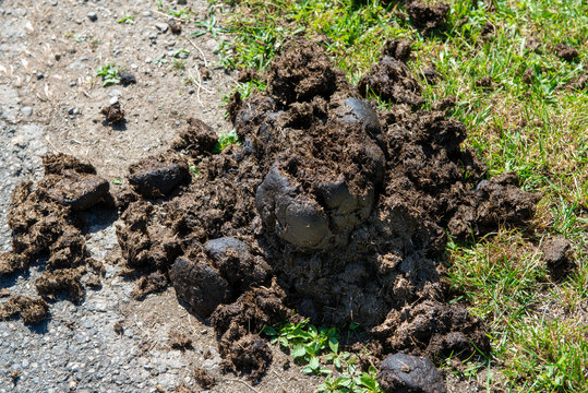 "Horse Dung" Images – Browse 262 Stock Photos, Vectors, and Video ...