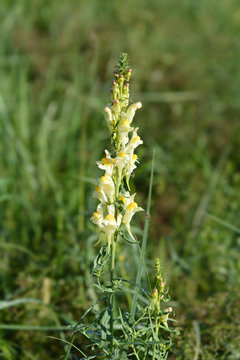 Imagens de Flaxweed – Explore Fotografias do Stock, Vetores e Vídeos de ...