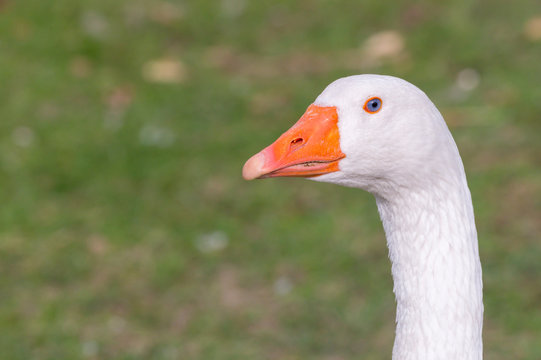 Mastgans bilder – Bläddra bland 158 stockfoton, vektorer och videor ...