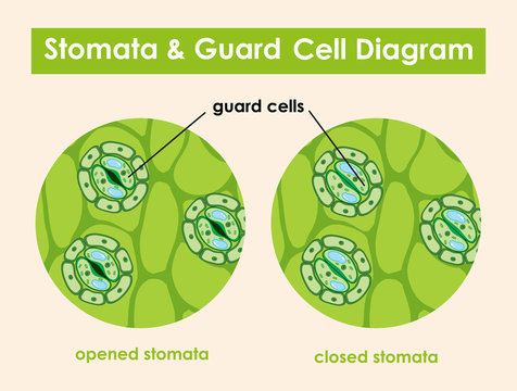 Guard Cells Microscope