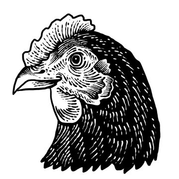 "Chicken Head" Images – Browse 4 Stock Photos, Vectors, and Video ...