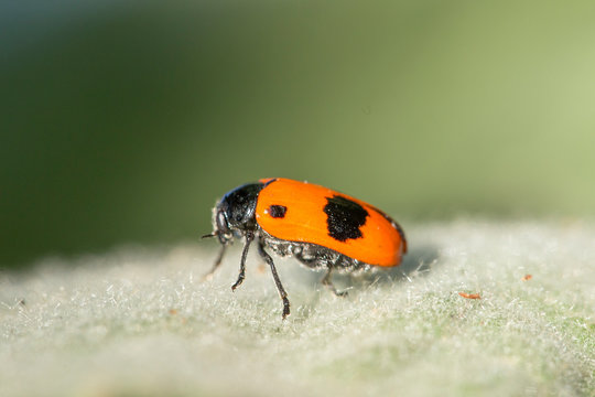 รูปภาพPolyphaga – เลือกดูภาพถ่ายสต็อก เวกเตอร์ และวิดีโอ1,622 | Adobe Stock