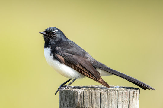 Willie-Wagtail Images – Browse 666 Stock Photos, Vectors, and Video ...