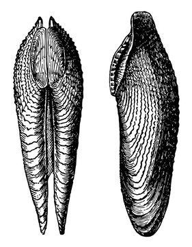 Imágenes de Dactylus: descubre bancos de fotos, ilustraciones, vectores ...