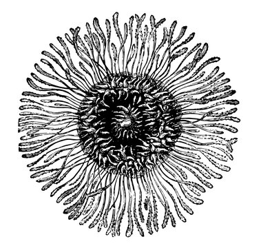 "Porpita Porpita" Bilder – Durchsuchen 50 Archivfotos, Vektorgrafiken ...