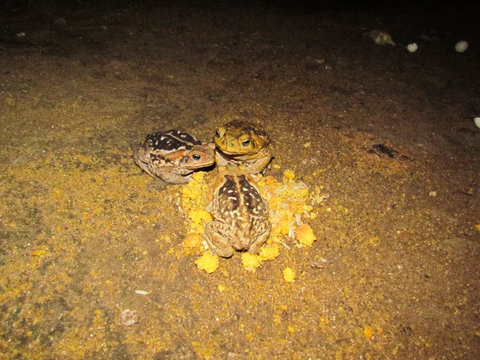 Sapos Bilder – Durchsuchen 146 Archivfotos, Vektorgrafiken und Videos ...