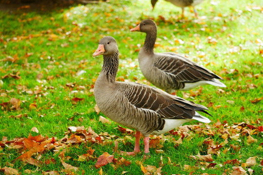 Wildgans Bilder – Durchsuchen 214,535 Archivfotos, Vektorgrafiken und ...