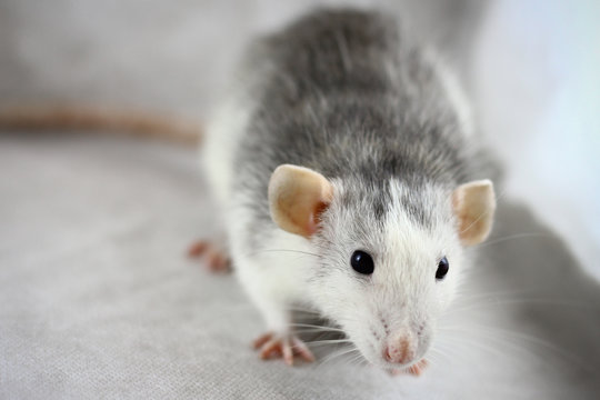 "Gray Rat" Images – Browse 246 Stock Photos, Vectors, and Video | Adobe ...