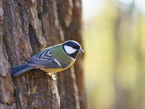 Titbird Images – Browse 35 Stock Photos, Vectors, and Video | Adobe Stock