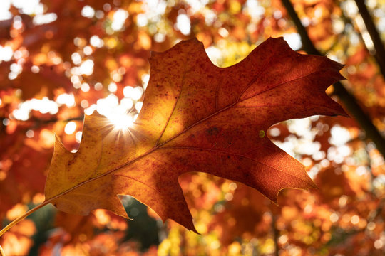 Jesienne Images – Browse 5,130 Stock Photos, Vectors, and Video | Adobe ...