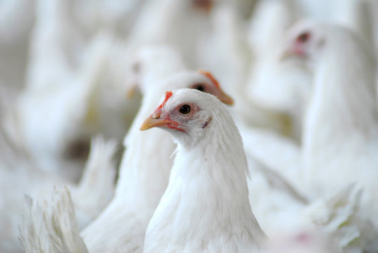 Bovan Bilder – Durchsuchen 41 Archivfotos, Vektorgrafiken und Videos ...