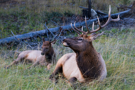 "Male Elk"-Bilder: Stock-Fotos & -Videos. | Adobe Stock