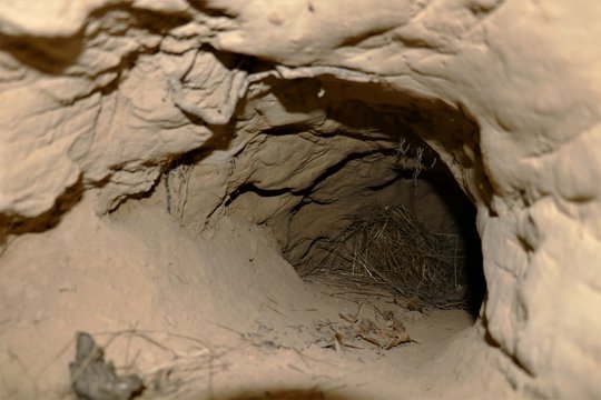 Dachsbau Images – Browse 77 Stock Photos, Vectors, and Video | Adobe Stock