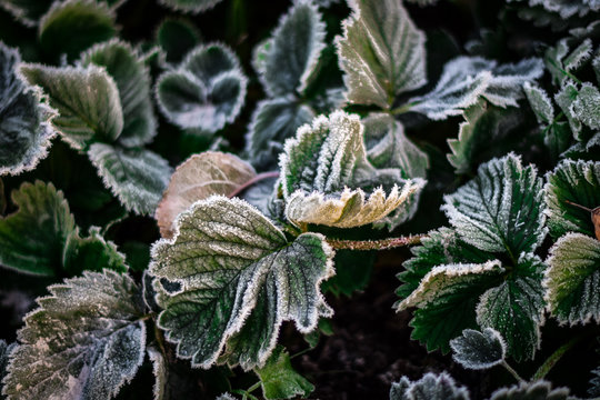 Froston Images – Browse 41 Stock Photos, Vectors, and Video | Adobe Stock