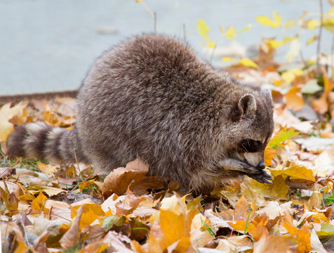 Gargle Images – Browse 73,815 Stock Photos, Vectors, and Video | Adobe ...