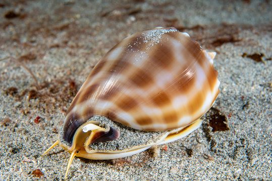 Phalium Images – Browse 98 Stock Photos, Vectors, and Video | Adobe Stock