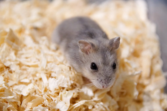 「ヒメキヌゲネズミ」の画像 - 1,886 件の Stock 写真、ベクターおよびビデオ | Adobe Stock