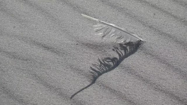 "Seagull Feather" Images – Browse 60 Stock Photos, Vectors, and Video ...