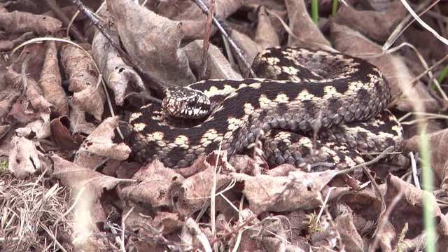 Adder Video Footage – Browse 4,925 HD Stock Video and Footage | Adobe Stock