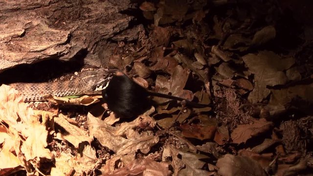 "Acanthophis Antarcticus" Images – Browse 145 Stock Photos, Vectors ...