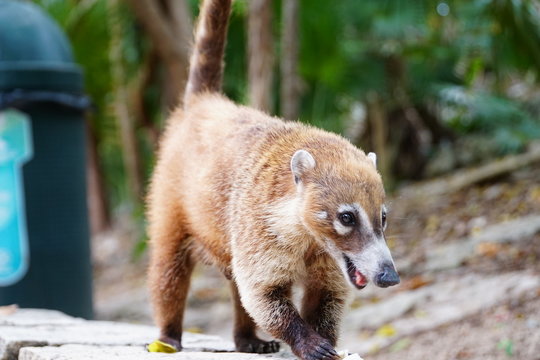 Quati Images – Browse 433 Stock Photos, Vectors, and Video | Adobe Stock